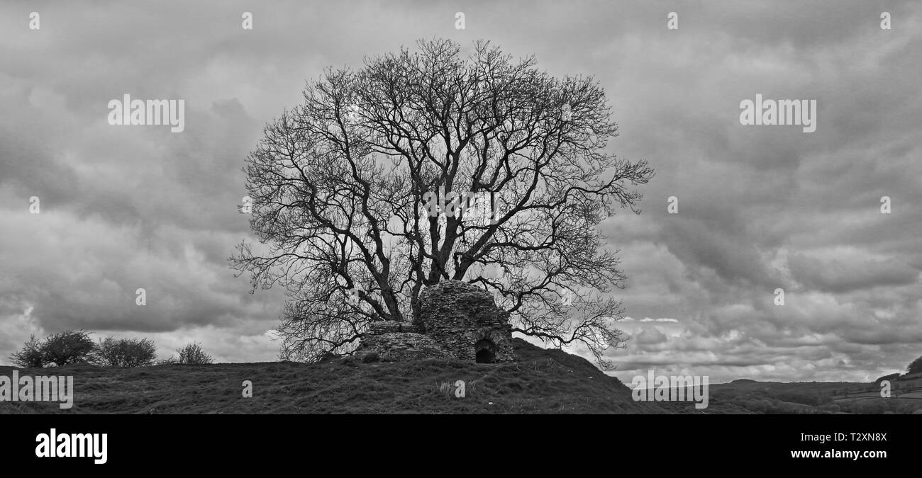 Arbre solitaire Banque d'images noir et blanc - Alamy