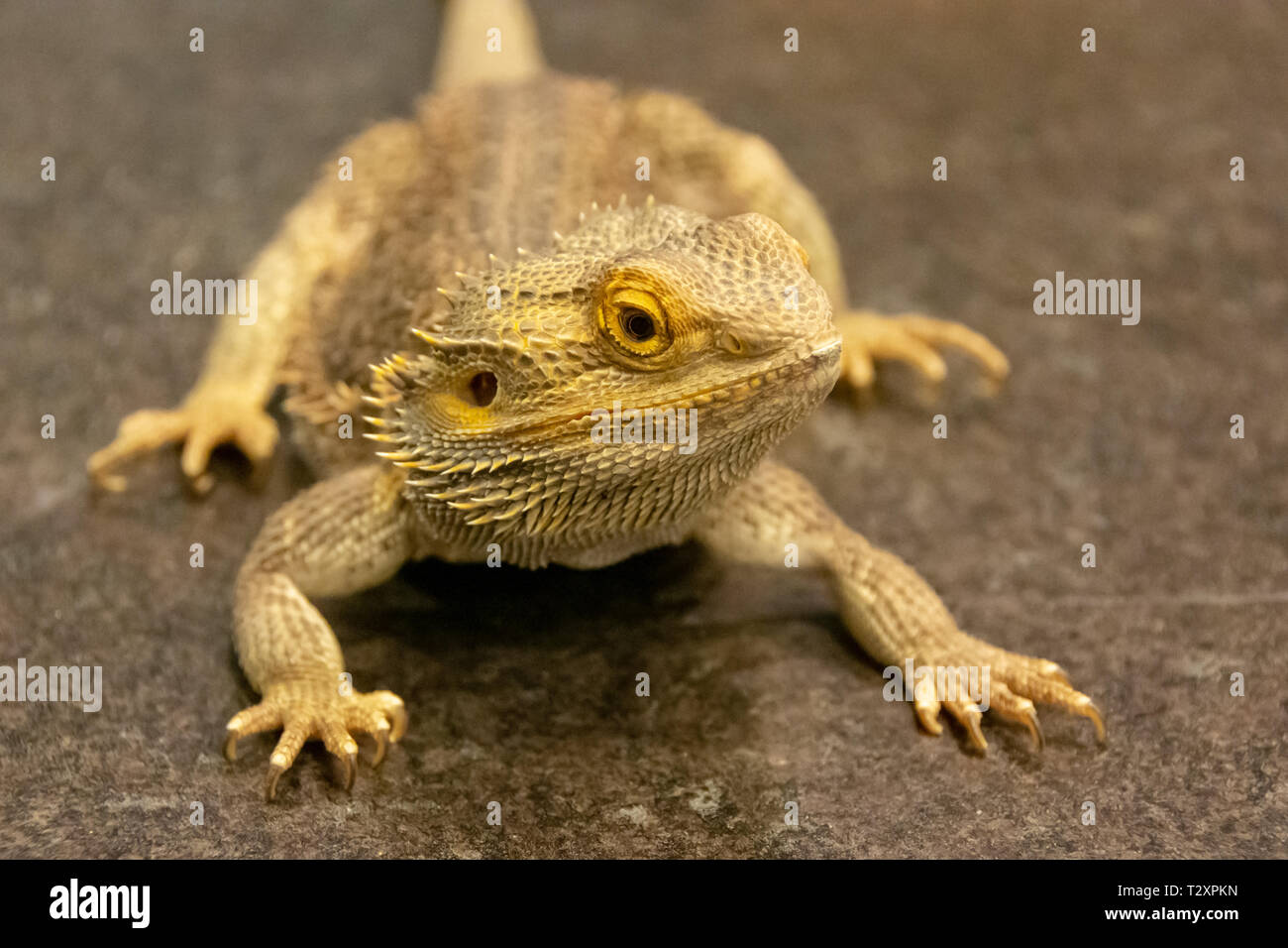 Le centre de dragon barbu (Pogona vitticeps) est originaire de régions ...