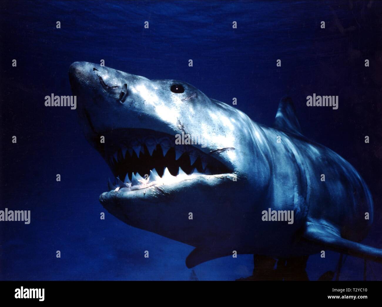 Shark jaws 1975 Banque de photographies et d’images à haute résolution - Alamy