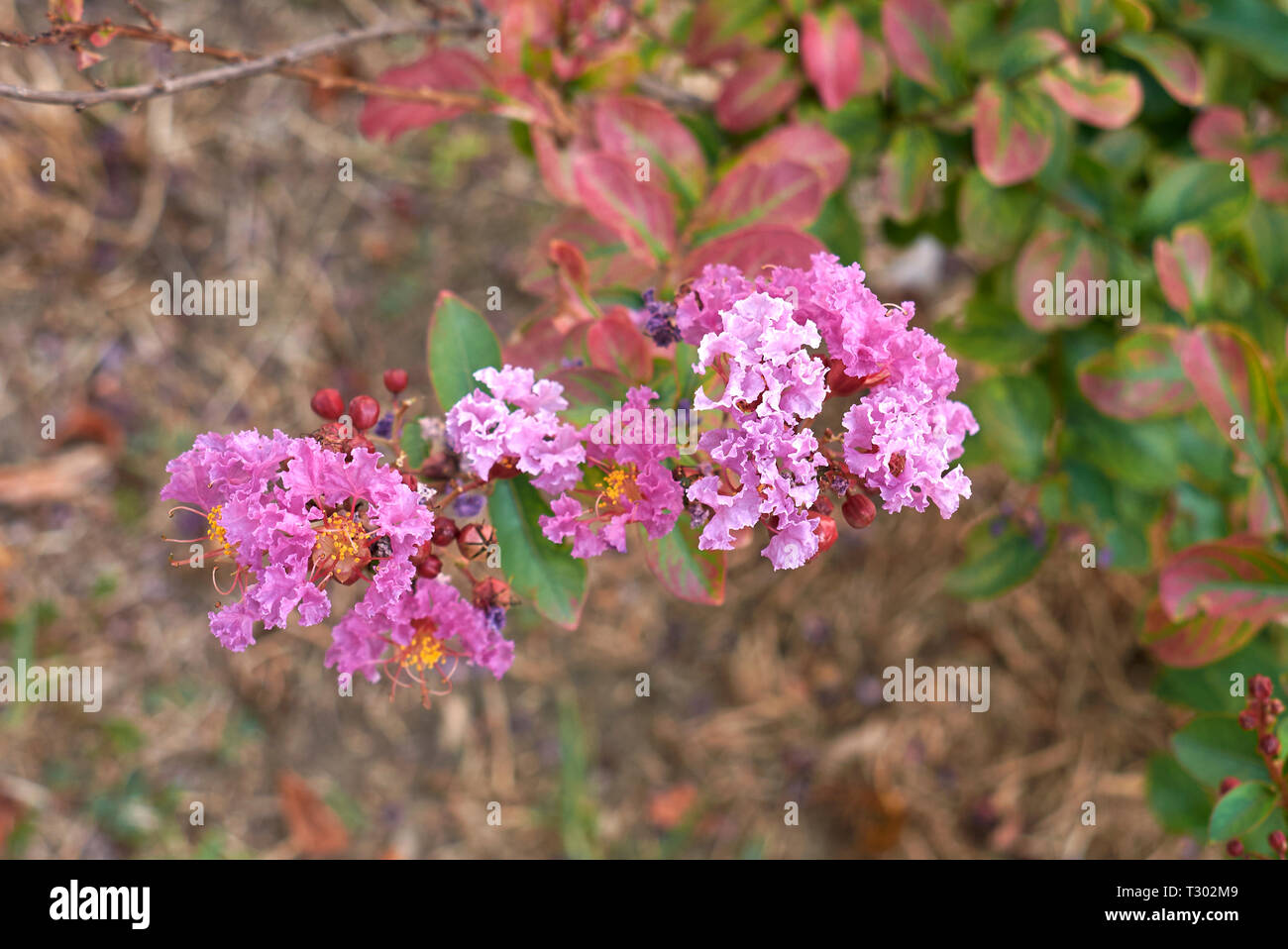 Blooming lagerstroemia Banque de photographies et d’images à haute ...