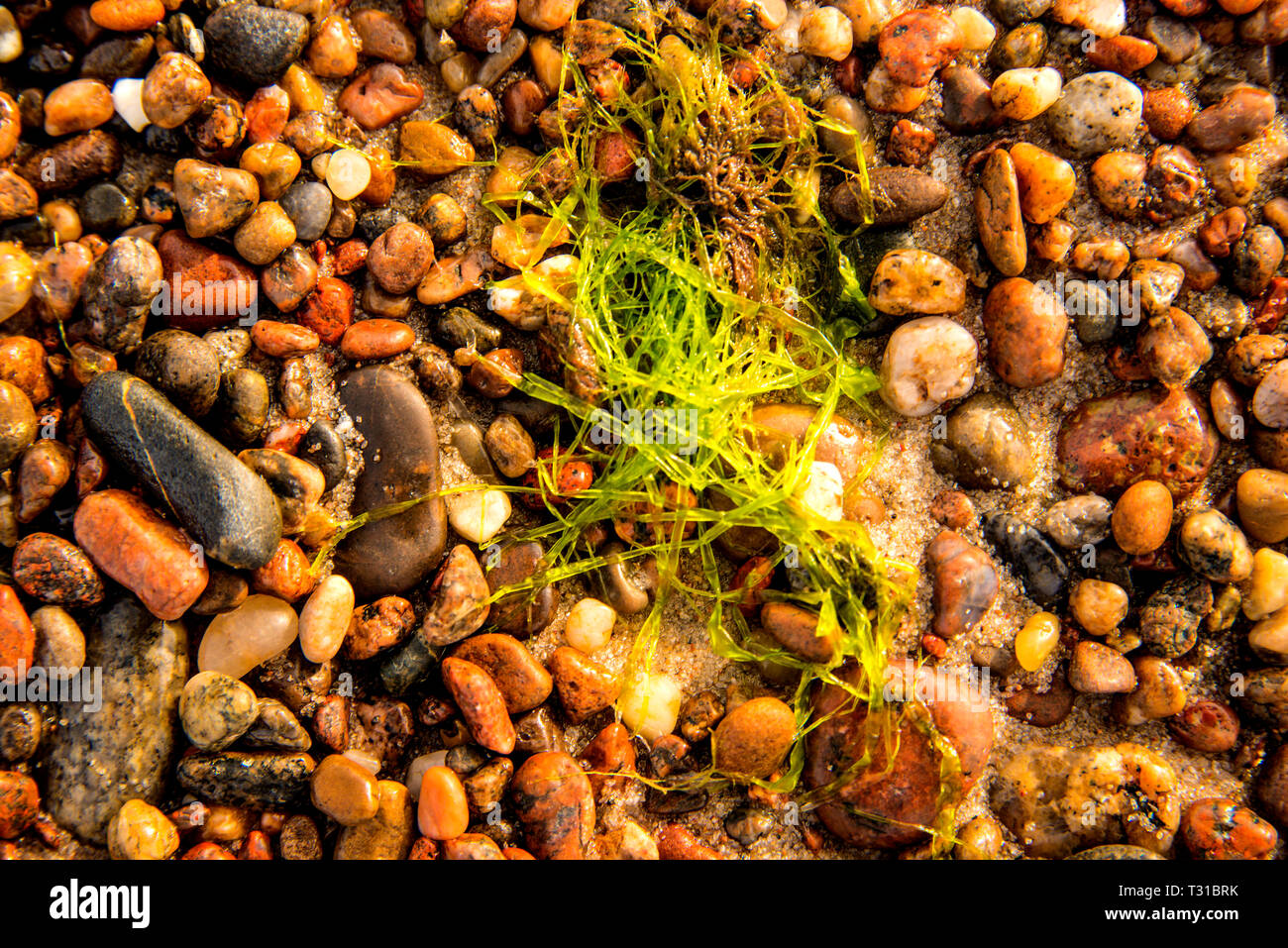Laitue de mer sur la plage Banque de photographies et d’images à haute ...