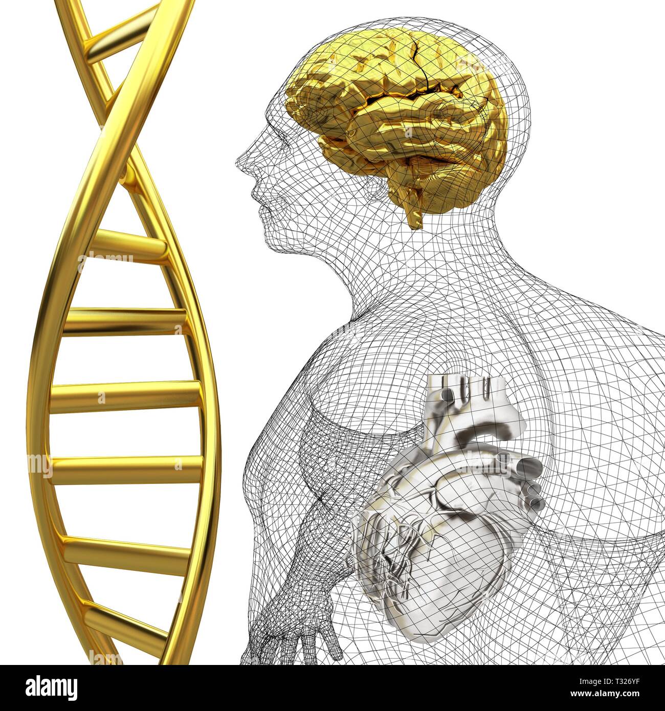 Formation médicale en 3D avec des brins d'ADN et le corps humain modèle ...