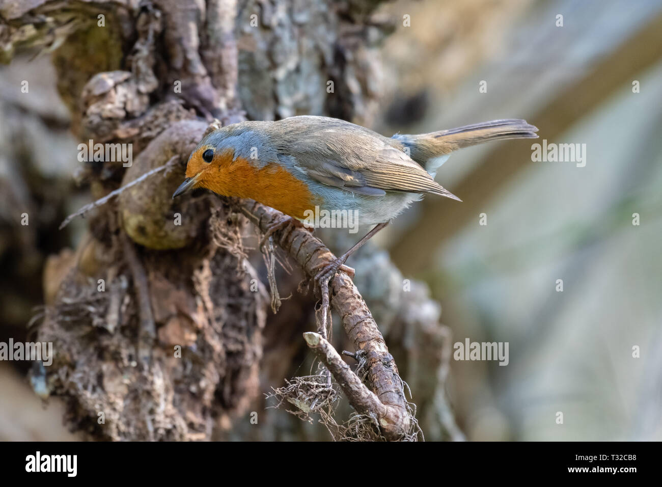 Robin Oiseau Oiseaux Banque d'image et photos - Alamy