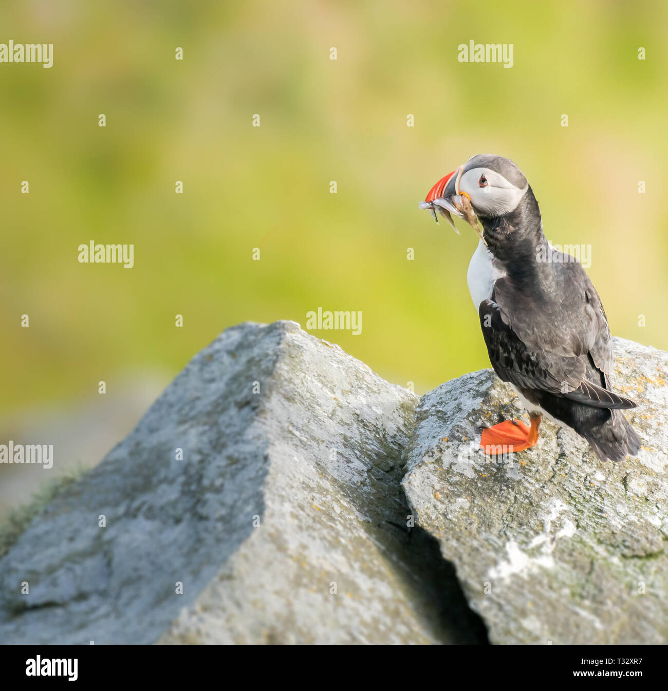 Rocher avec un poisson dans son bec Banque de photographies et d’images ...