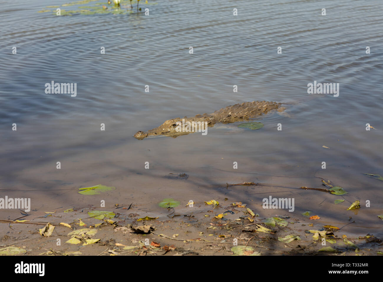 Sacred crocodile in sabou burkina Banque de photographies et d’images à ...