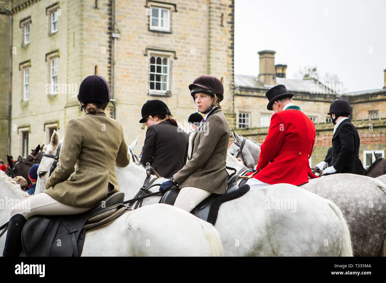 Jeune cheval Banque de photographies et d’images à haute résolution - Alamy