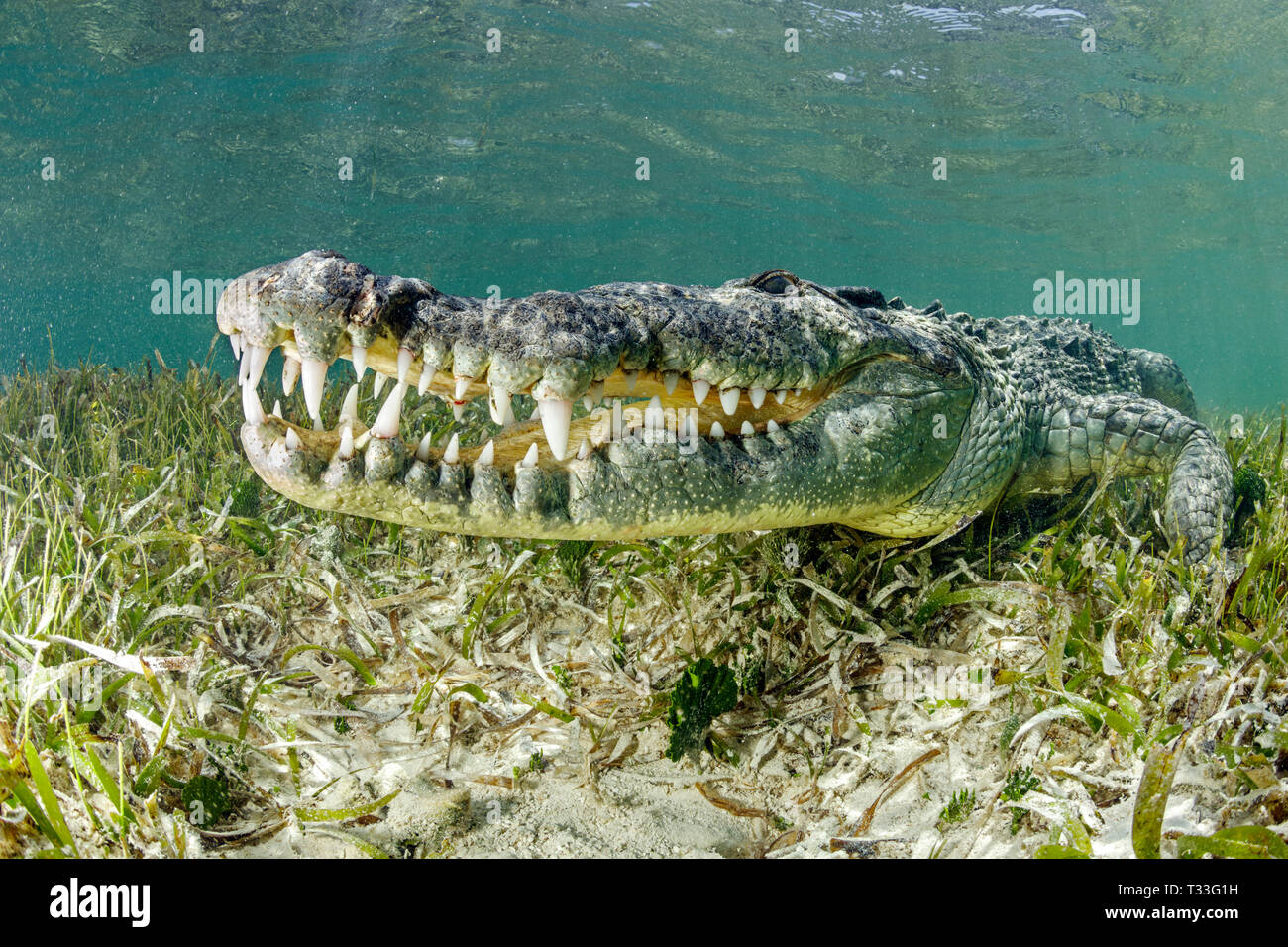 Crocodile, Crocodylus acutus, Banco Chinchorro, mer des Caraïbes ...