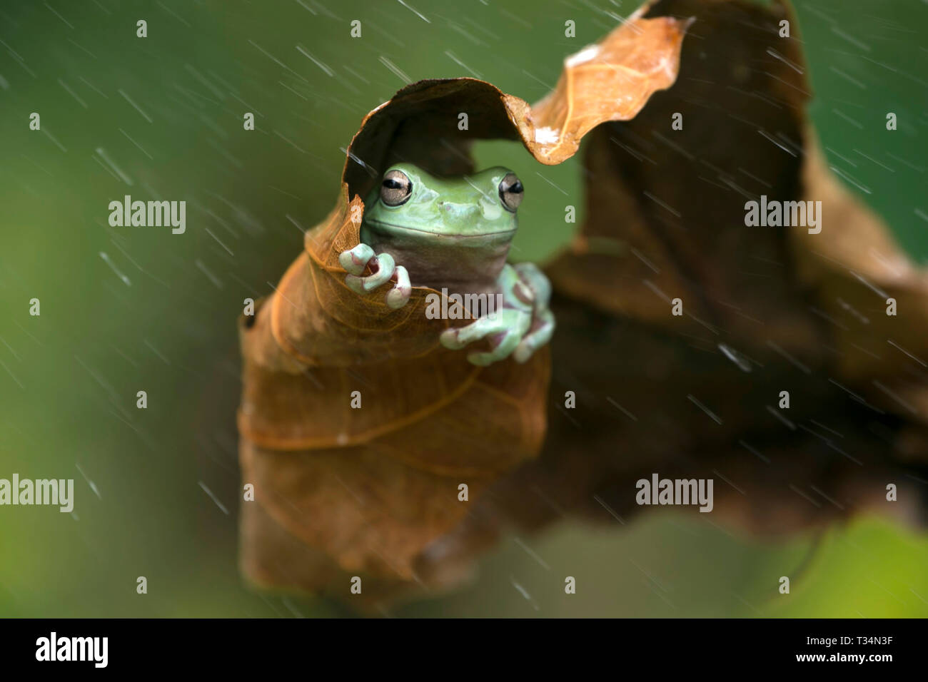 Grenouille sous la pluie Banque de photographies et d’images à haute ...