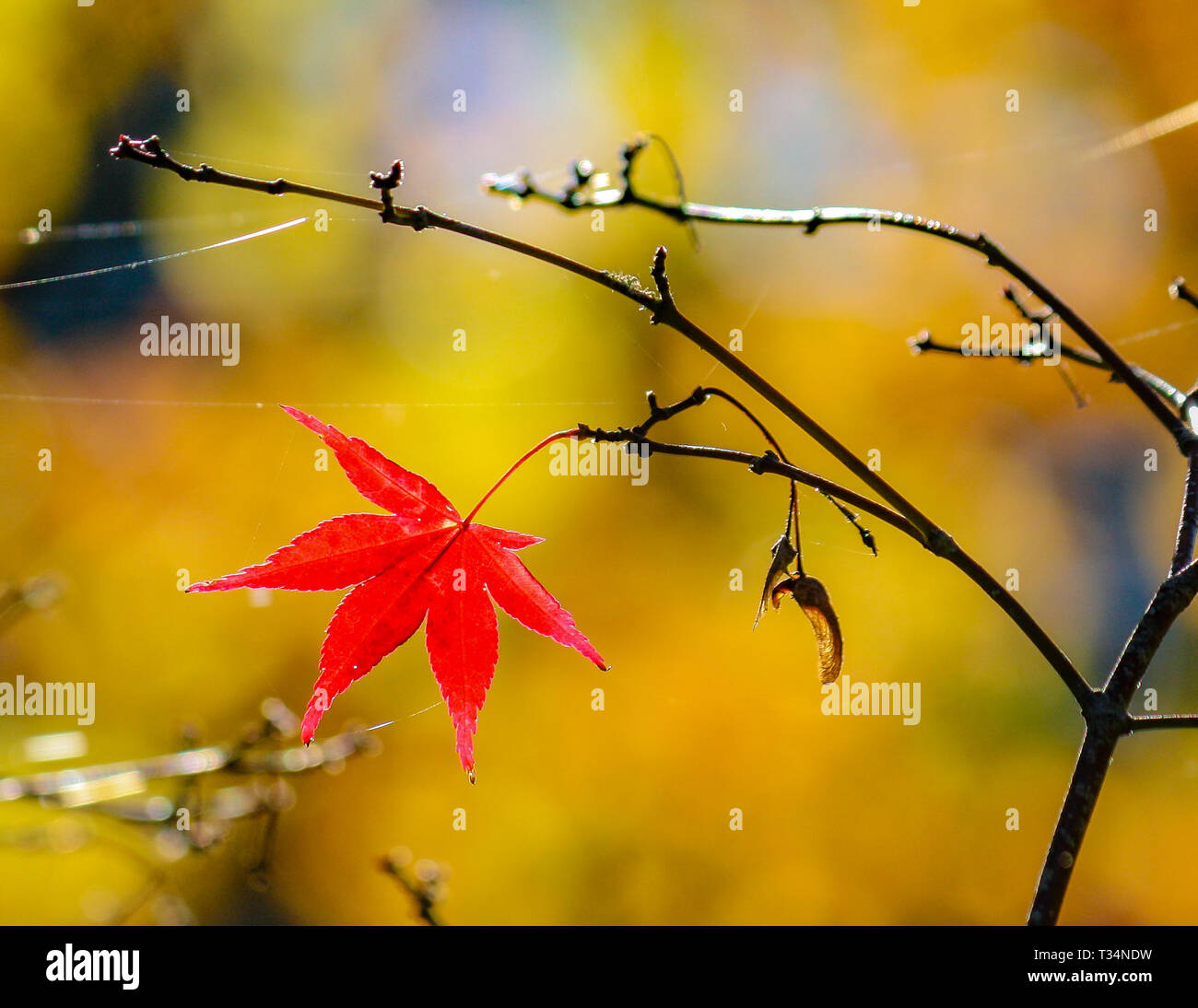 érable arbre branche canada Banque de photographies et d’images à haute ...