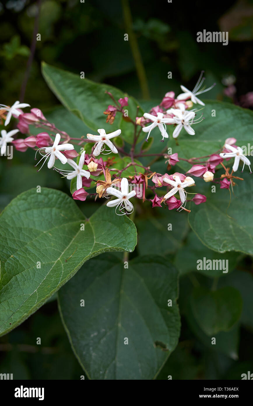 Beurre d'arachide en fleurs clerodendrum trichotomum Banque de ...