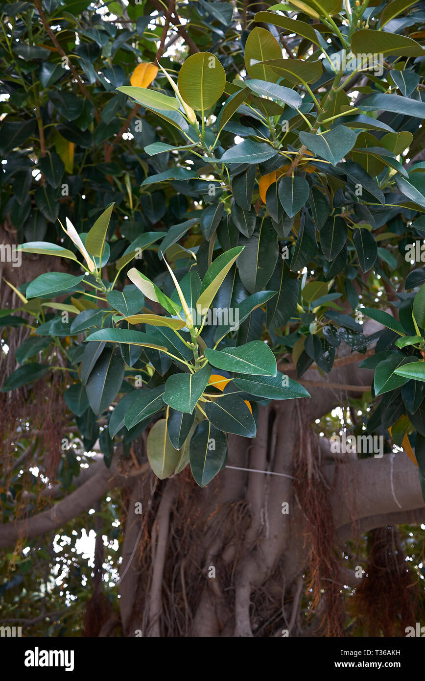 Ficus macrophylla moreton bay fig australian banyan Banque de ...