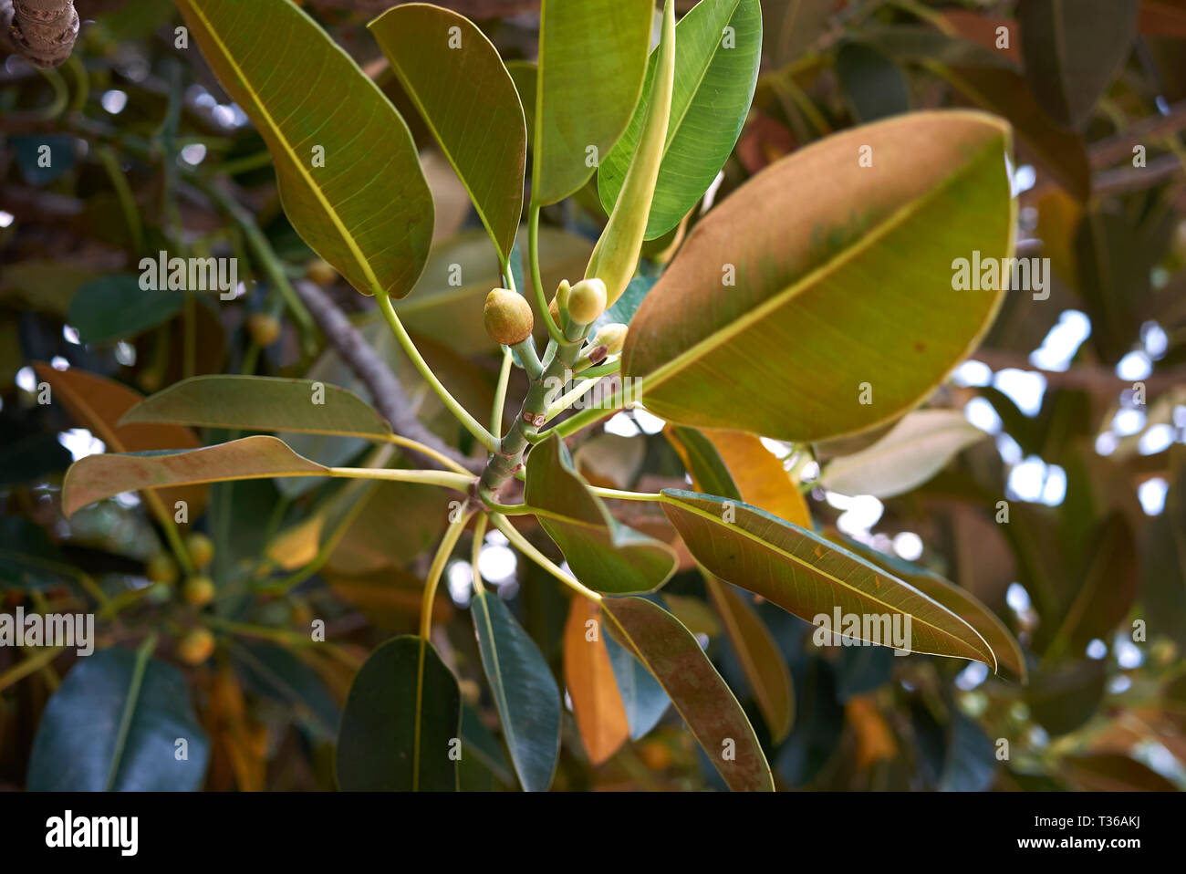 Ficus macrophylla moreton bay fig australian banyan Banque de ...