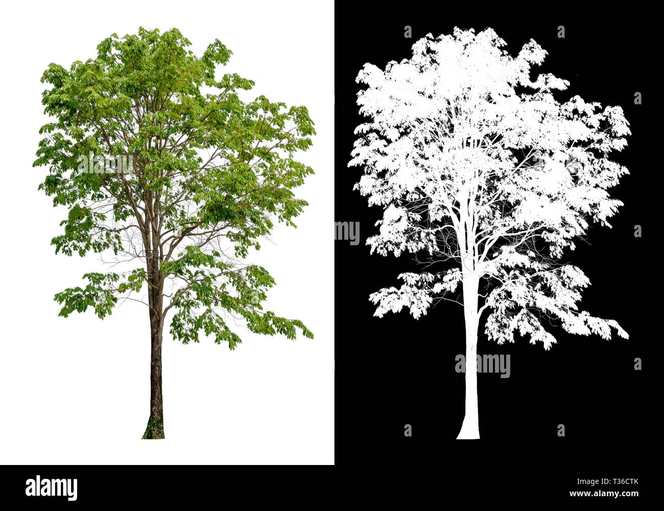 Canal alpha Banque de photographies et d’images à haute résolution - Alamy