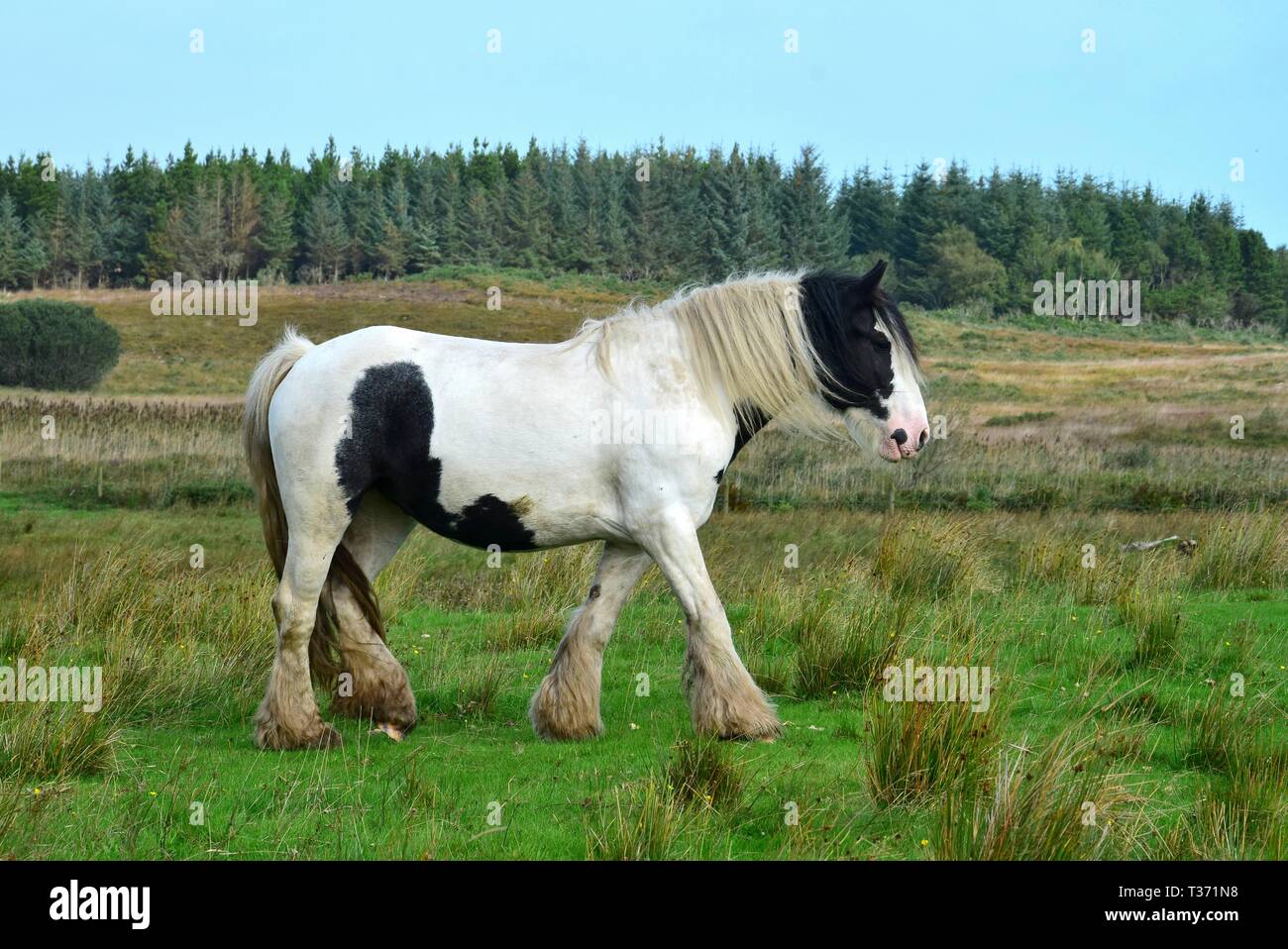 Cheval pie Banque de photographies et d’images à haute résolution - Alamy