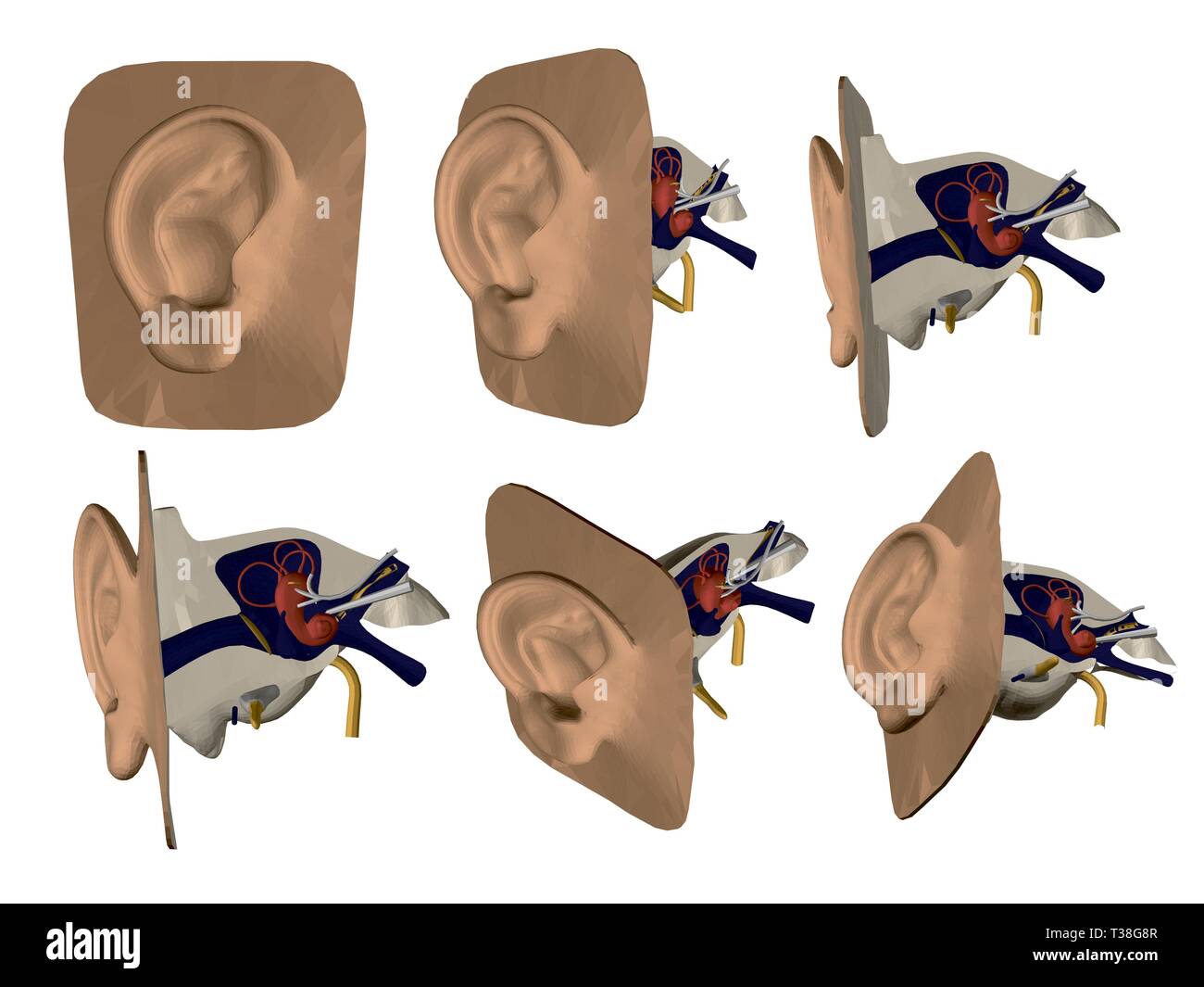 Ensemble avec le modèle de l'oreille humaine. Les organes internes de l ...