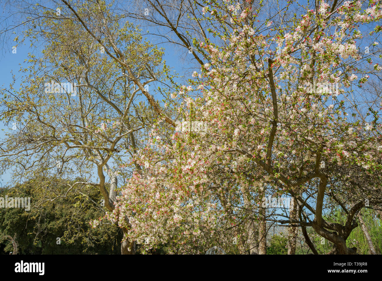 Gros plan de pommettes Banque de photographies et d’images à haute ...