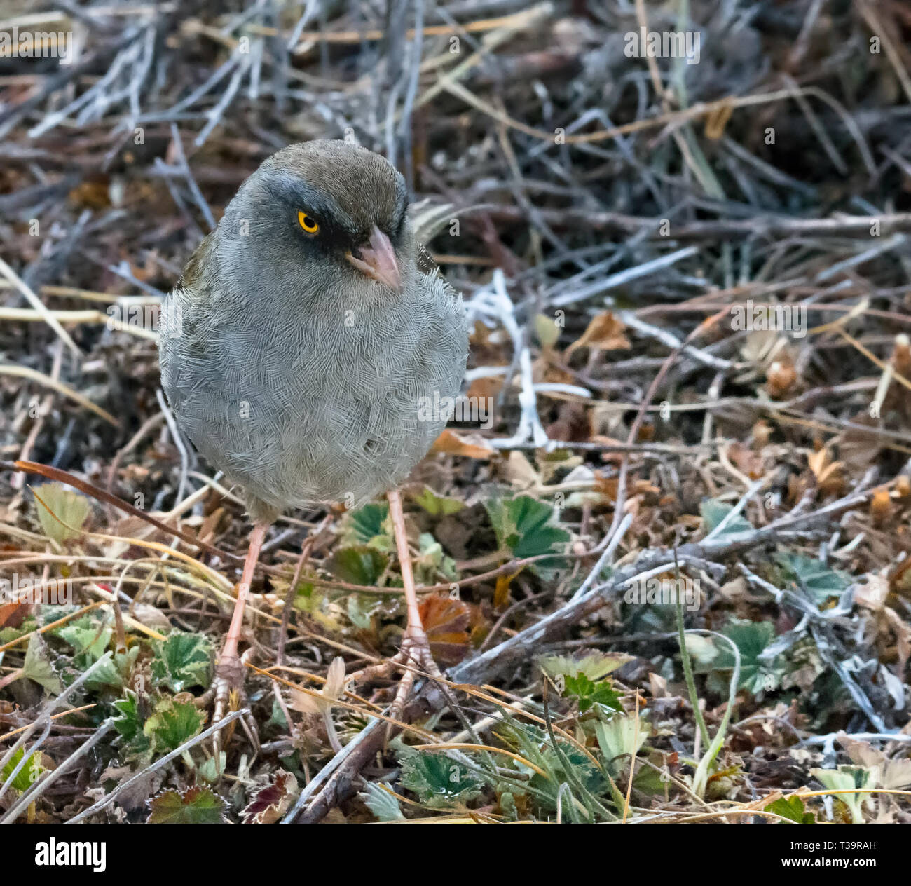 Volcan junco Banque de photographies et d’images à haute résolution - Alamy
