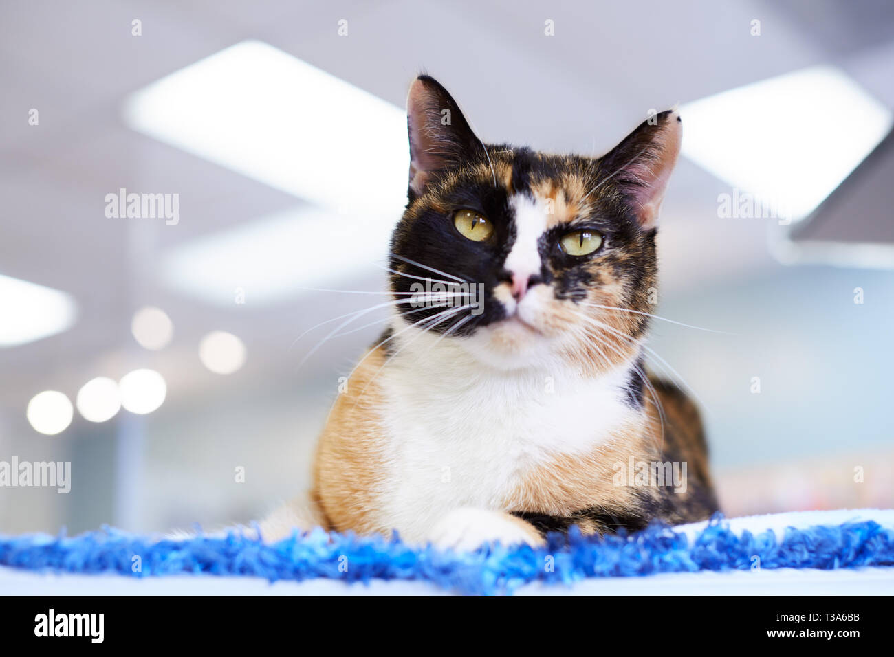 Chat calicot Banque de photographies et d’images à haute résolution - Alamy