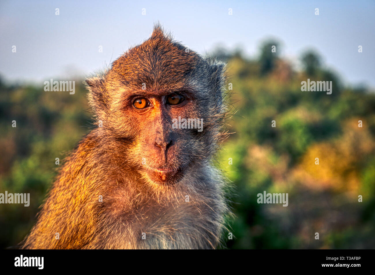 Forêt De Singes Banque d'image et photos - Alamy