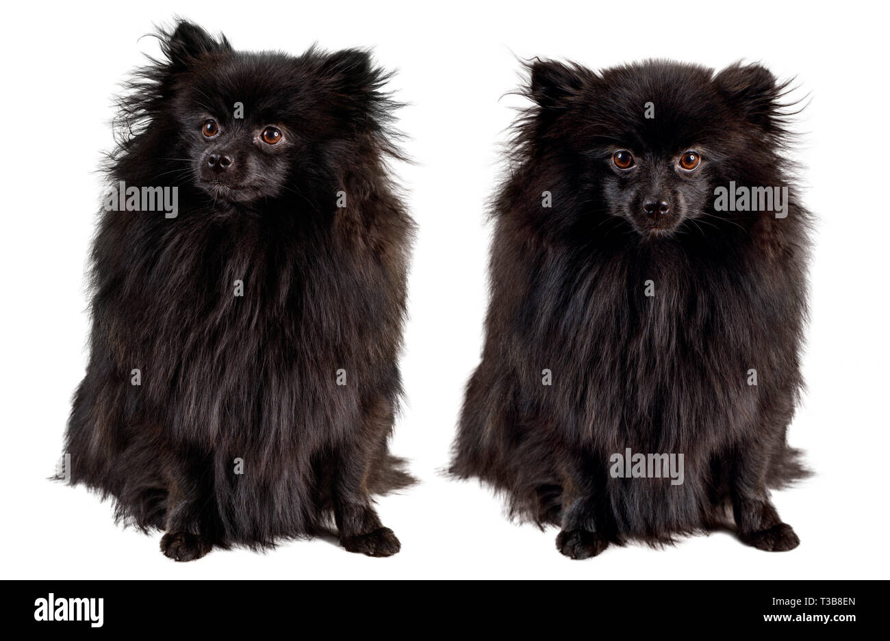 Spitz noir Banque de photographies et d’images à haute résolution - Alamy