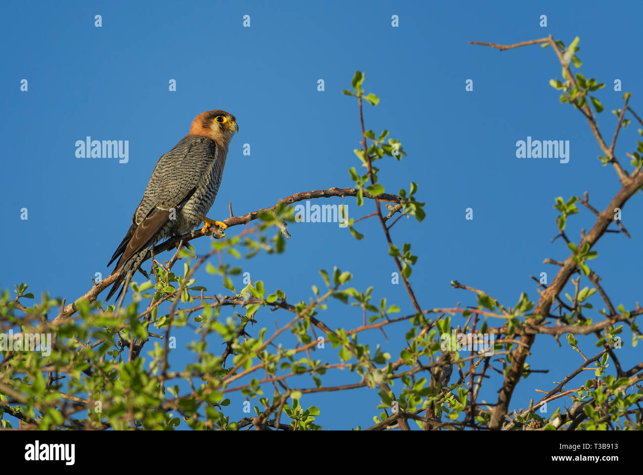 Namibia africa falcon bird Banque de photographies et d’images à haute ...