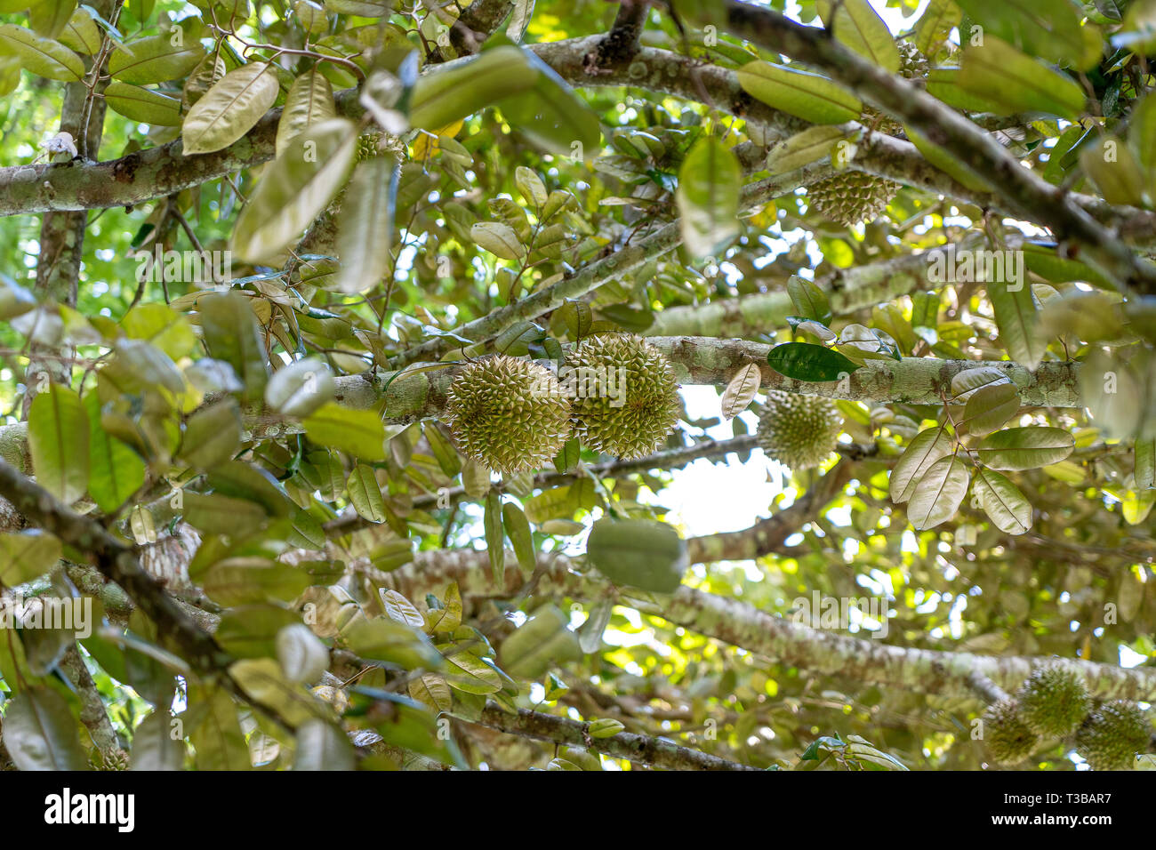 Arbre durian Banque de photographies et d’images à haute résolution - Alamy