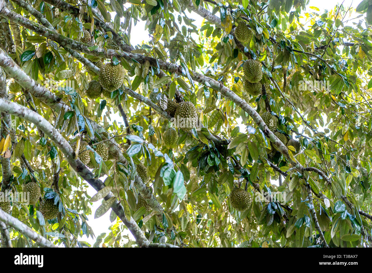 Arbre durian Banque de photographies et d’images à haute résolution - Alamy