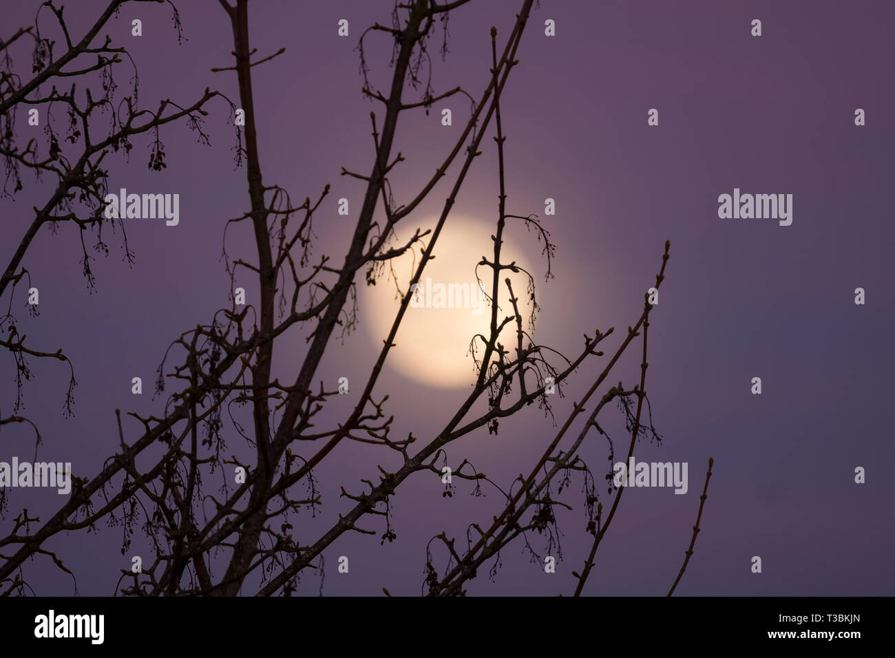 Arbre avec lune au coucher du soleil Banque de photographies et d ...