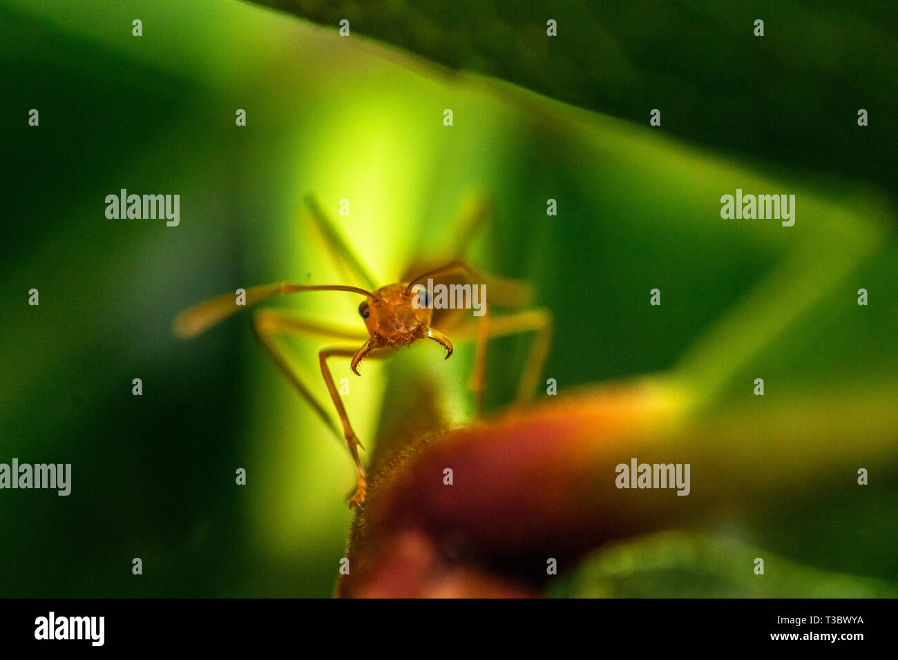 Fourmi Insecte Banque d'image et photos - Alamy