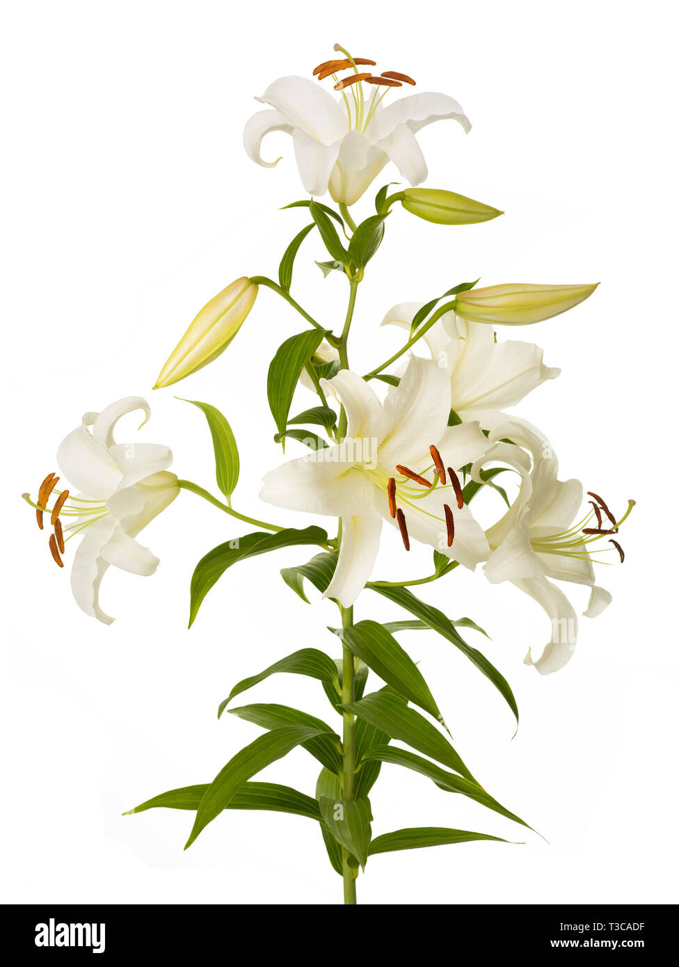 Lilium longiflorum floral Banque de photographies et d’images à haute ...