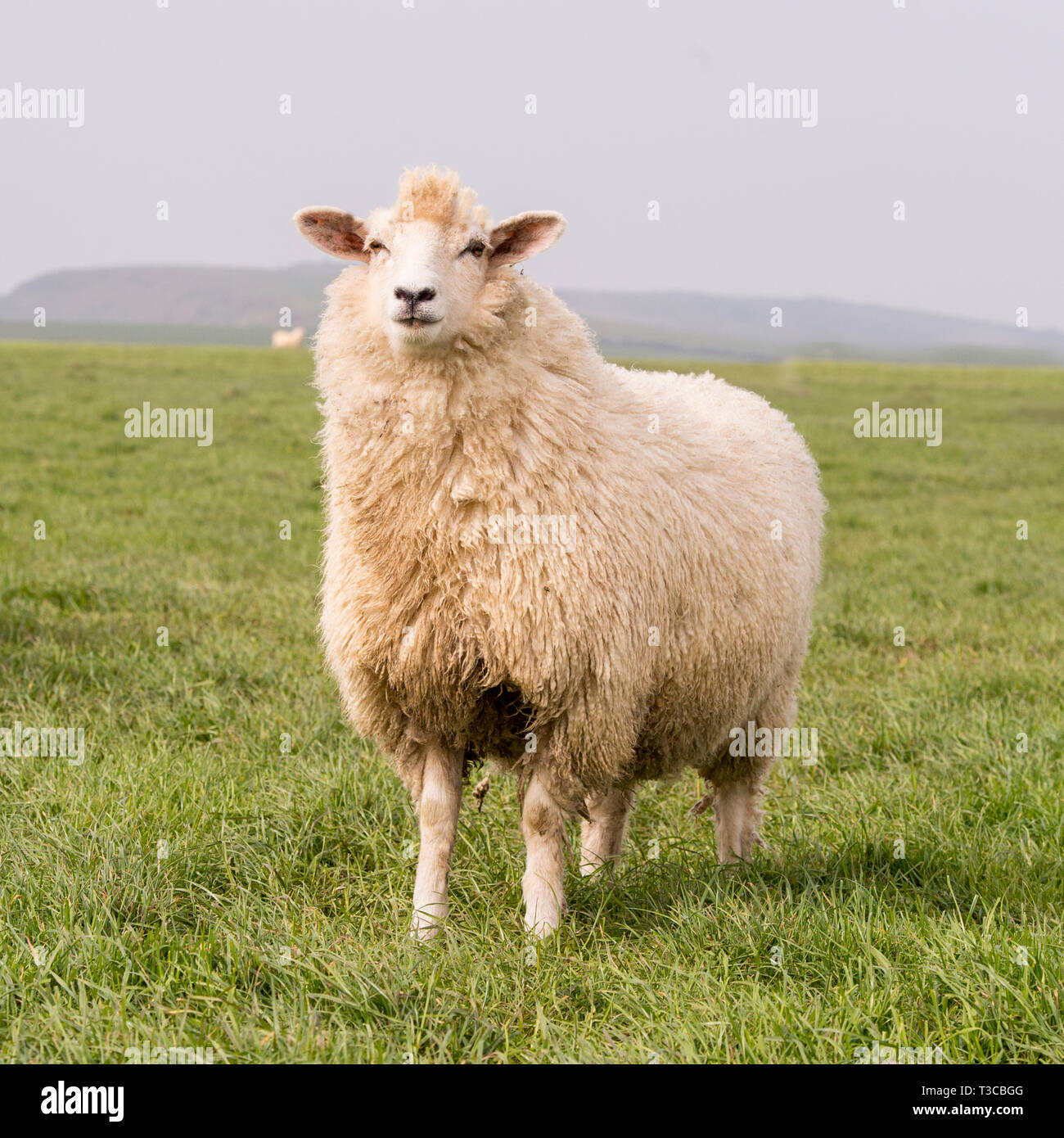 Champ plein de moutons Banque de photographies et d’images à haute ...