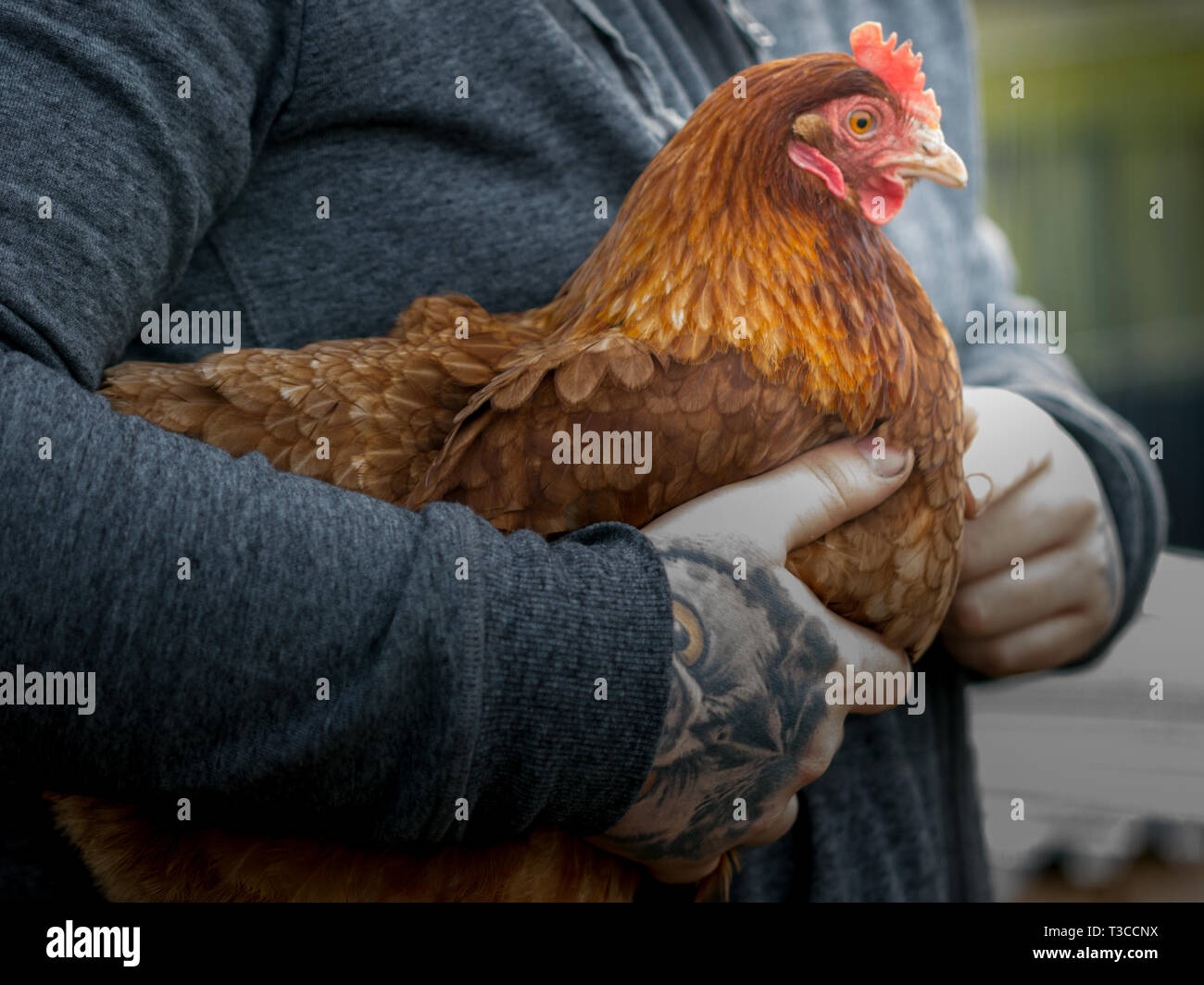Jeune homme tenant un poulet en liberté Banque de photographies et d ...