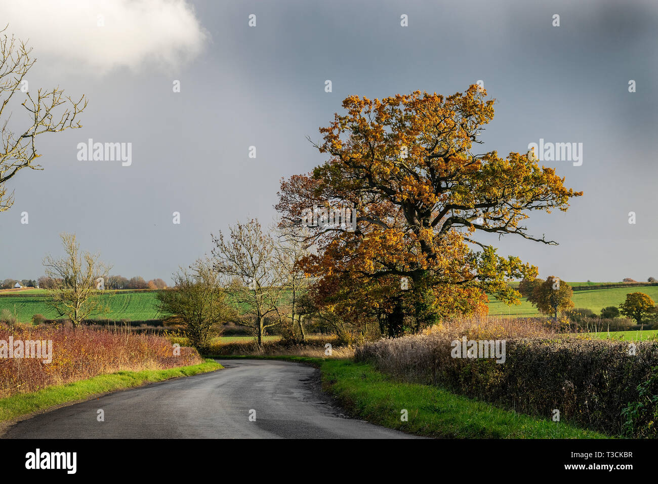Un bel arbre de chêne en couleurs de l'automne à l'approche de l'hiver ...