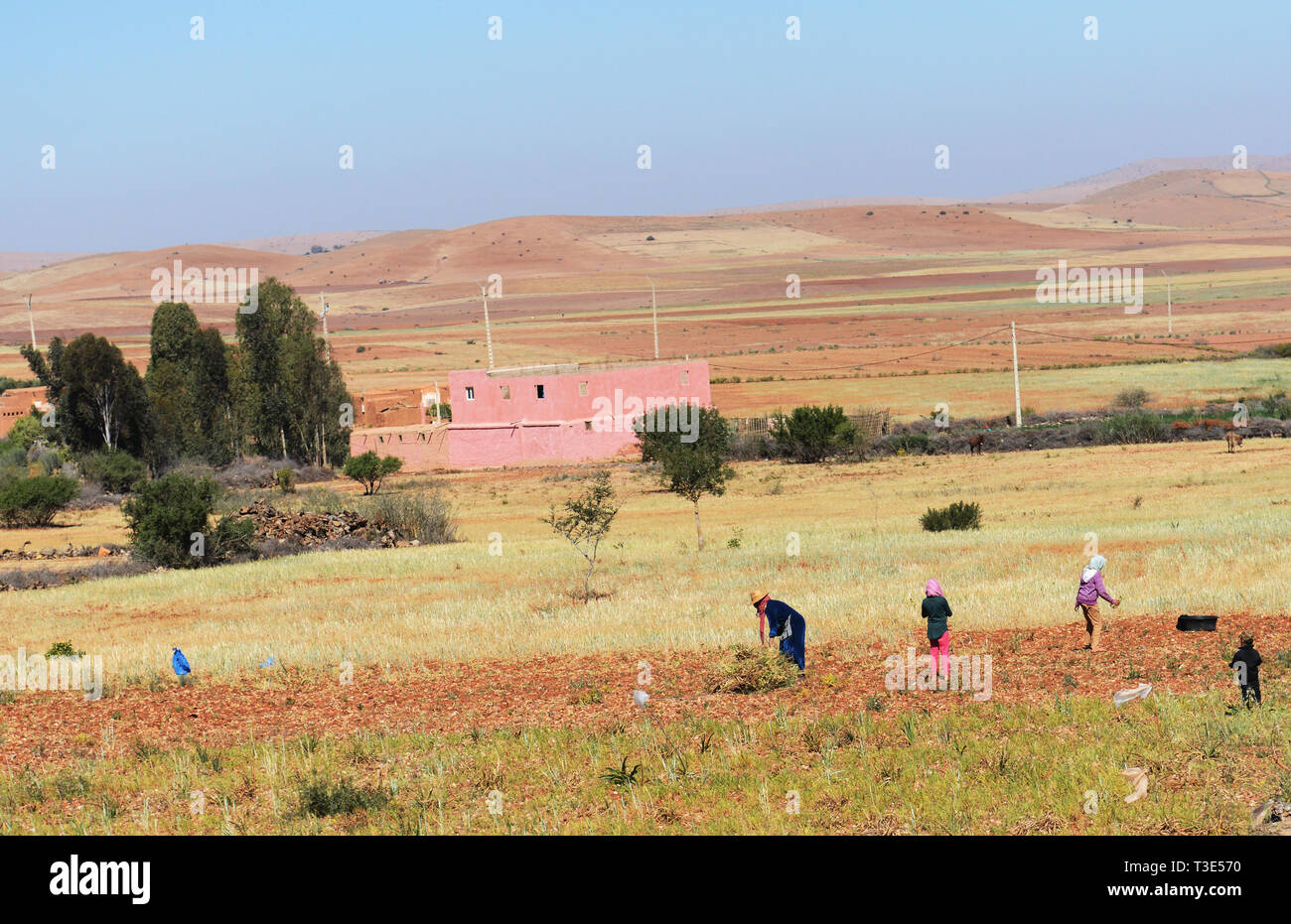 Moroccan farm Banque de photographies et d’images à haute résolution ...