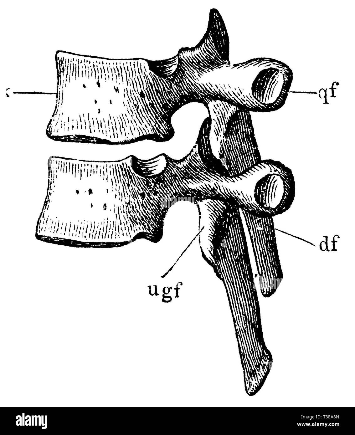 Processus articulaire Banque de photographies et d’images à haute ...