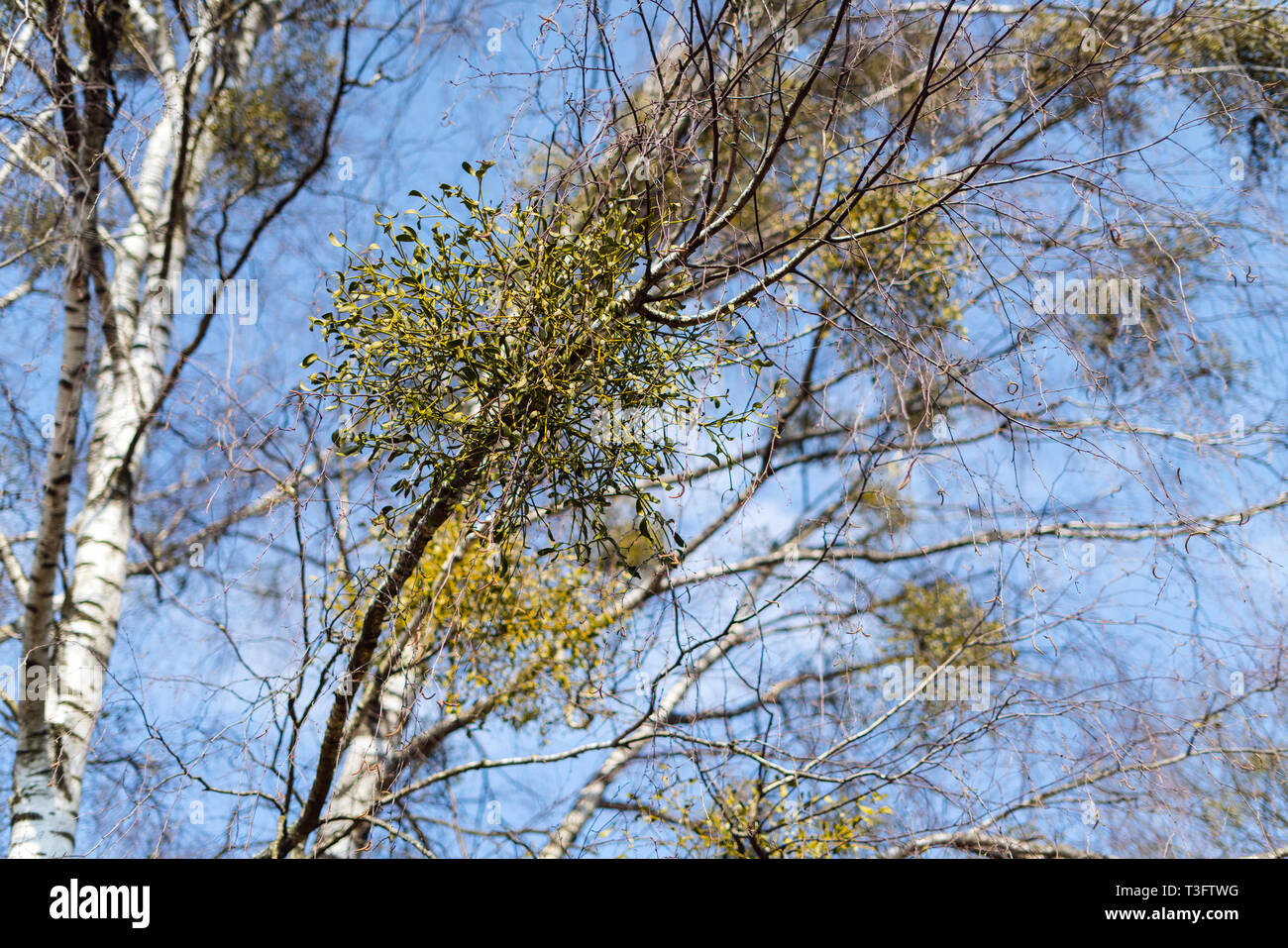 Ramification dichotomique Banque de photographies et d’images à haute ...