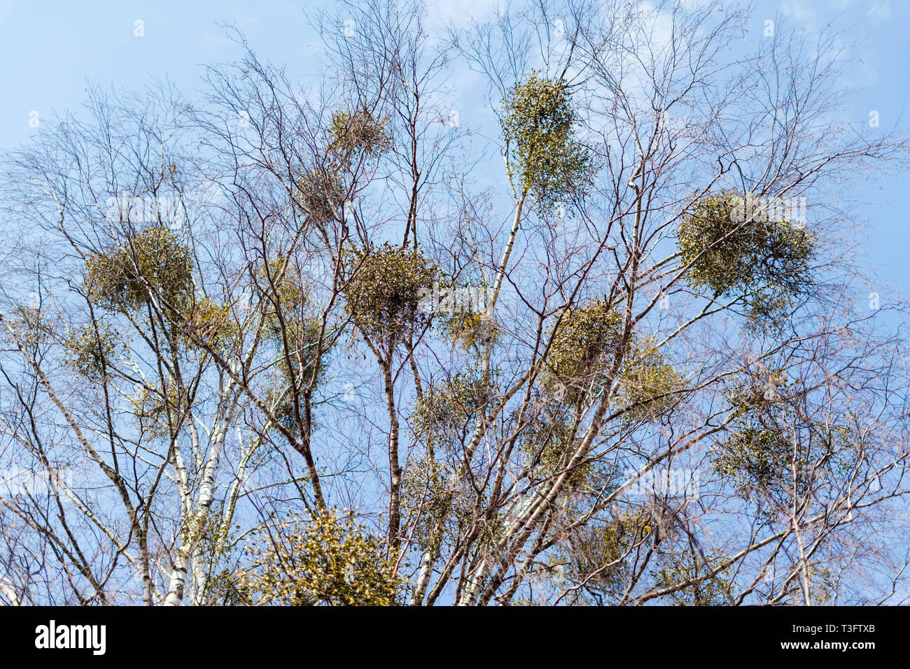 Ramification dichotomique Banque de photographies et d’images à haute ...