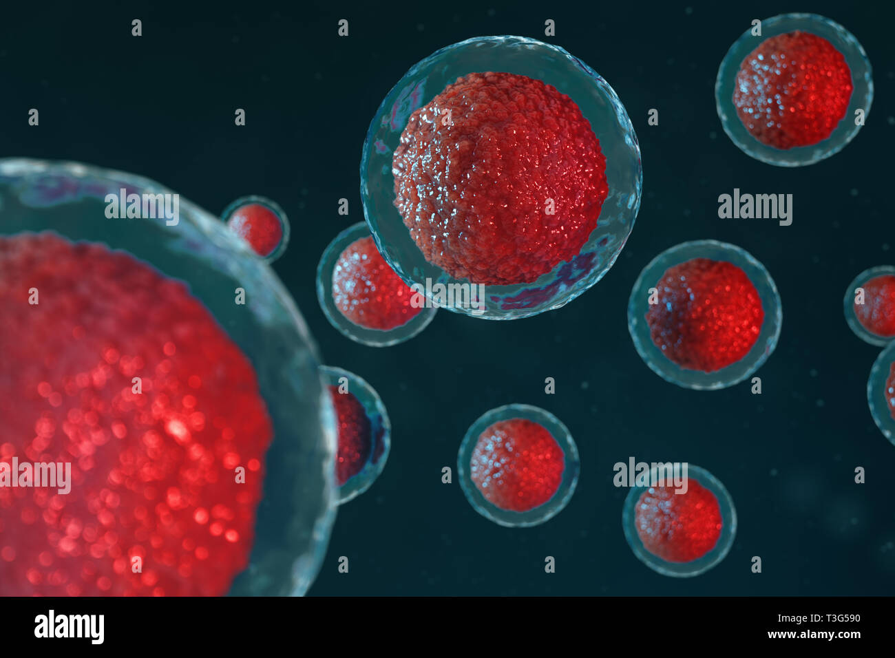 3D illustration ovule embryon. Les cellules de l'embryon avec noyau ...