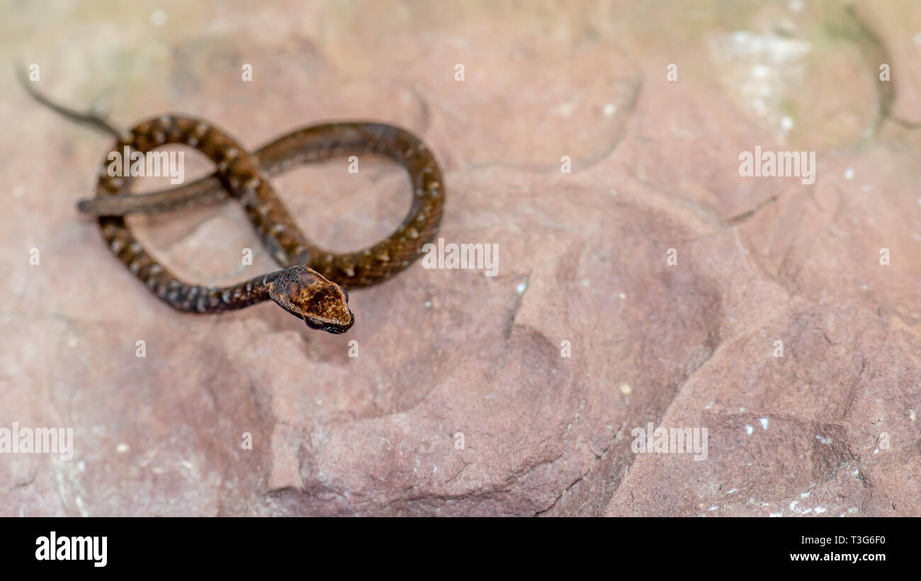 Bébé serpent Banque de photographies et d’images à haute résolution - Alamy