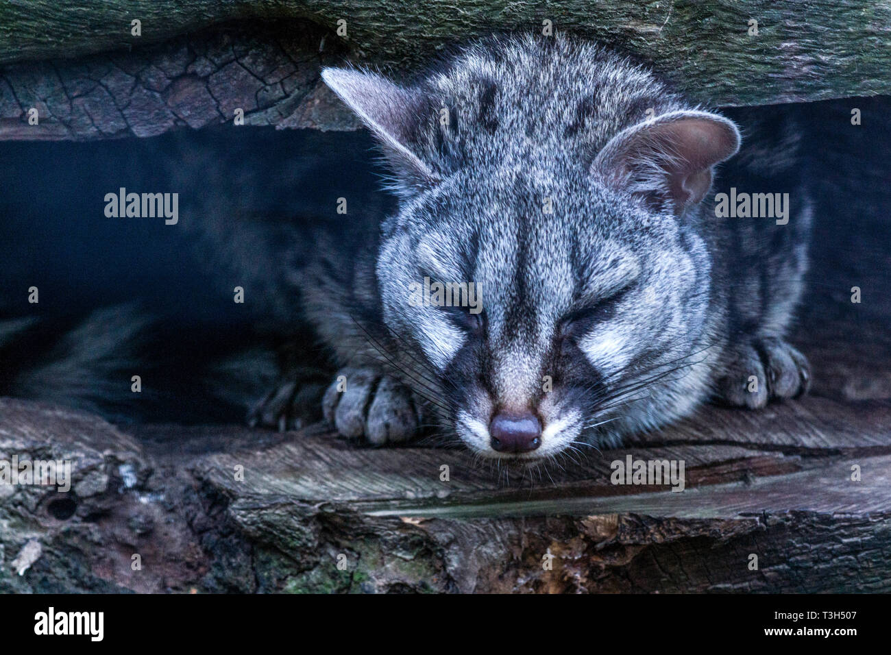 Genette Commune Banque d'image et photos - Alamy