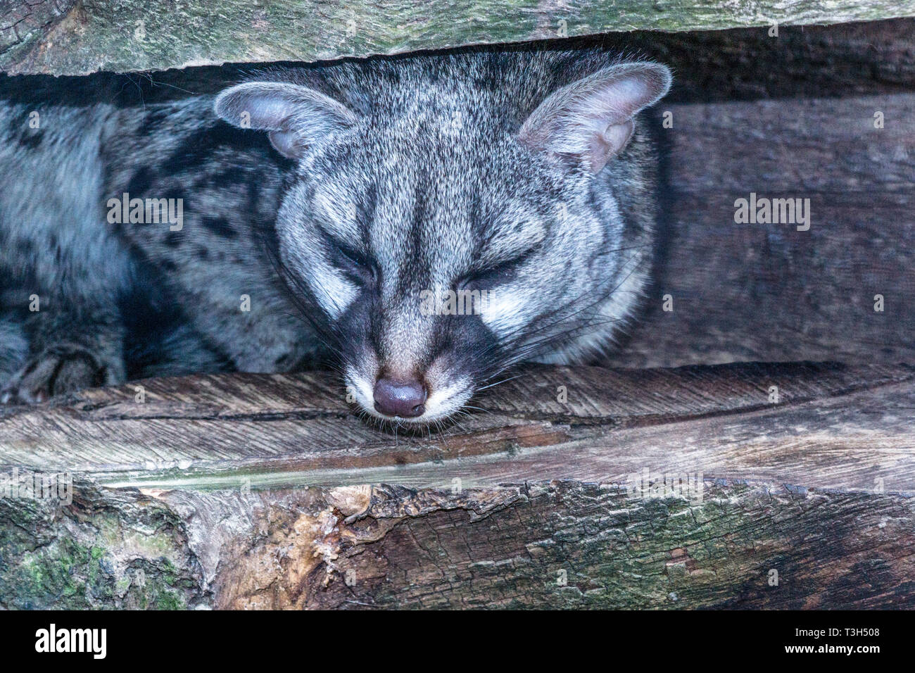 Genette Commune Banque d'image et photos - Alamy
