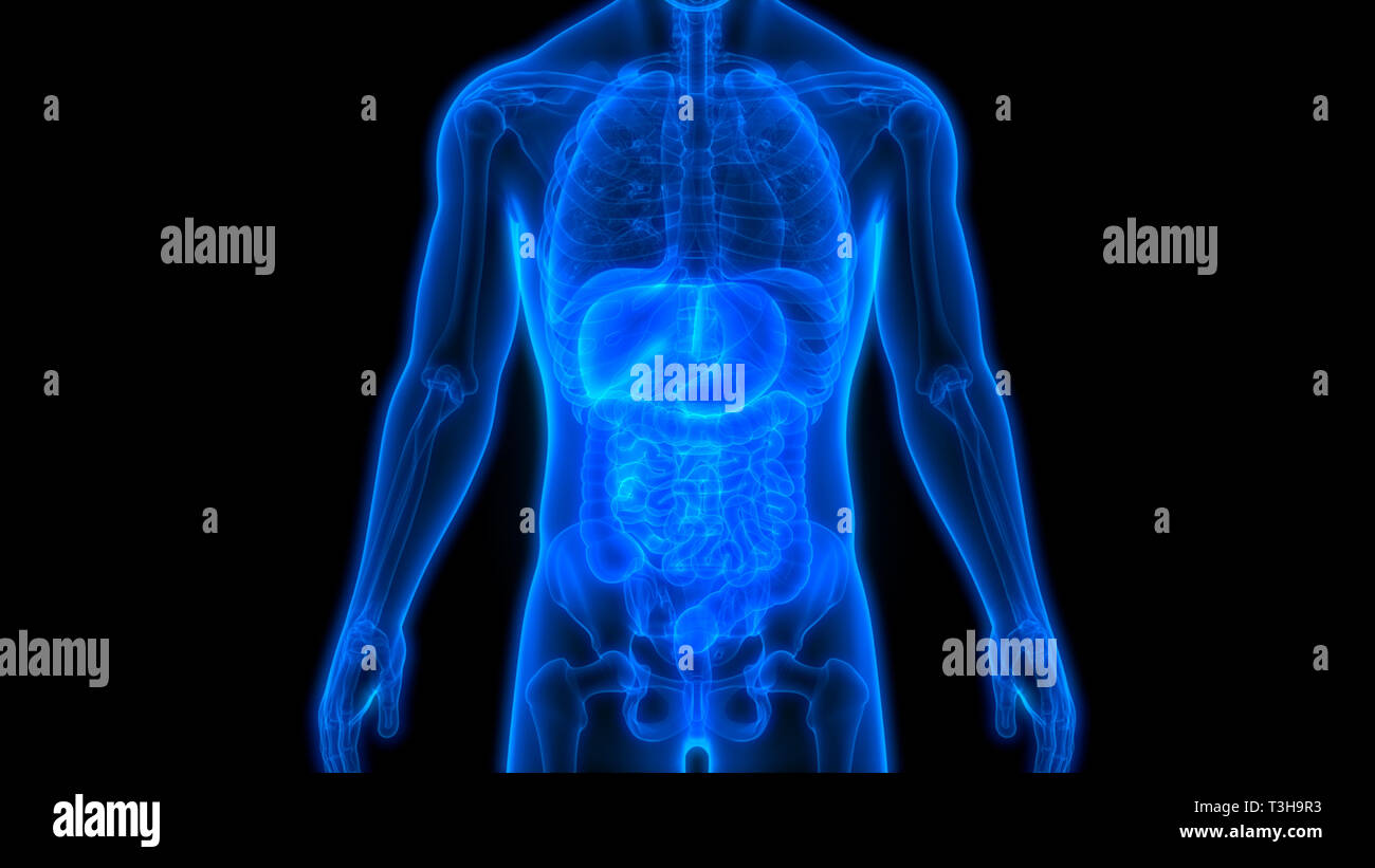 Système digestif humain Banque de photographies et d’images à haute ...