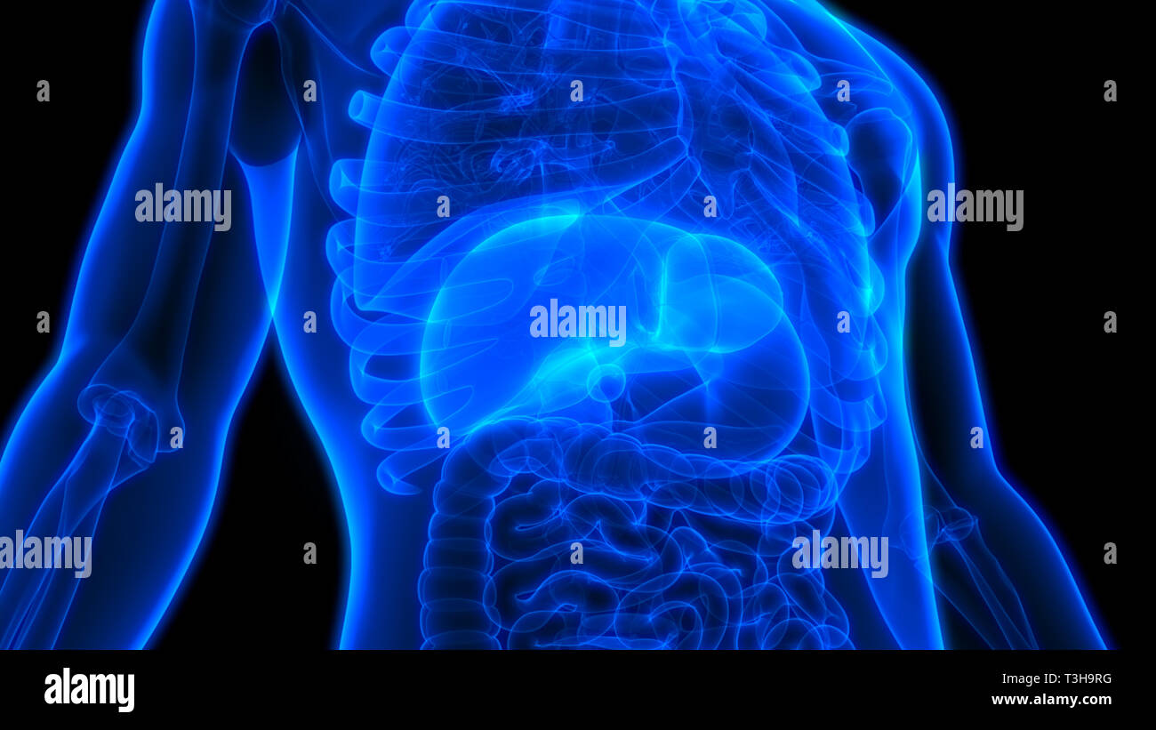 Anatomie du foie humain Photo Stock - Alamy