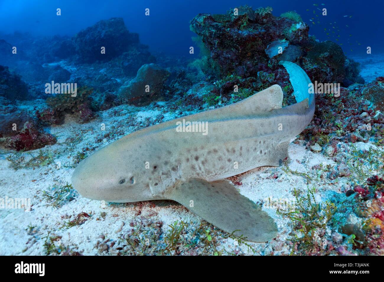 Zebra shark stegostoma fasciatum Banque de photographies et d’images à ...