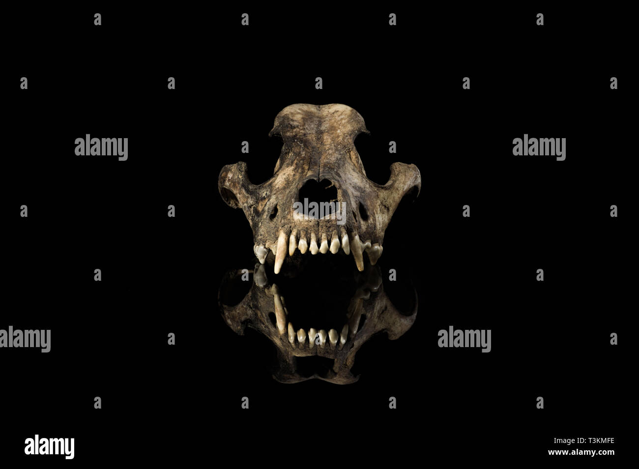 Anatomie chien Banque de photographies et d’images à haute résolution ...