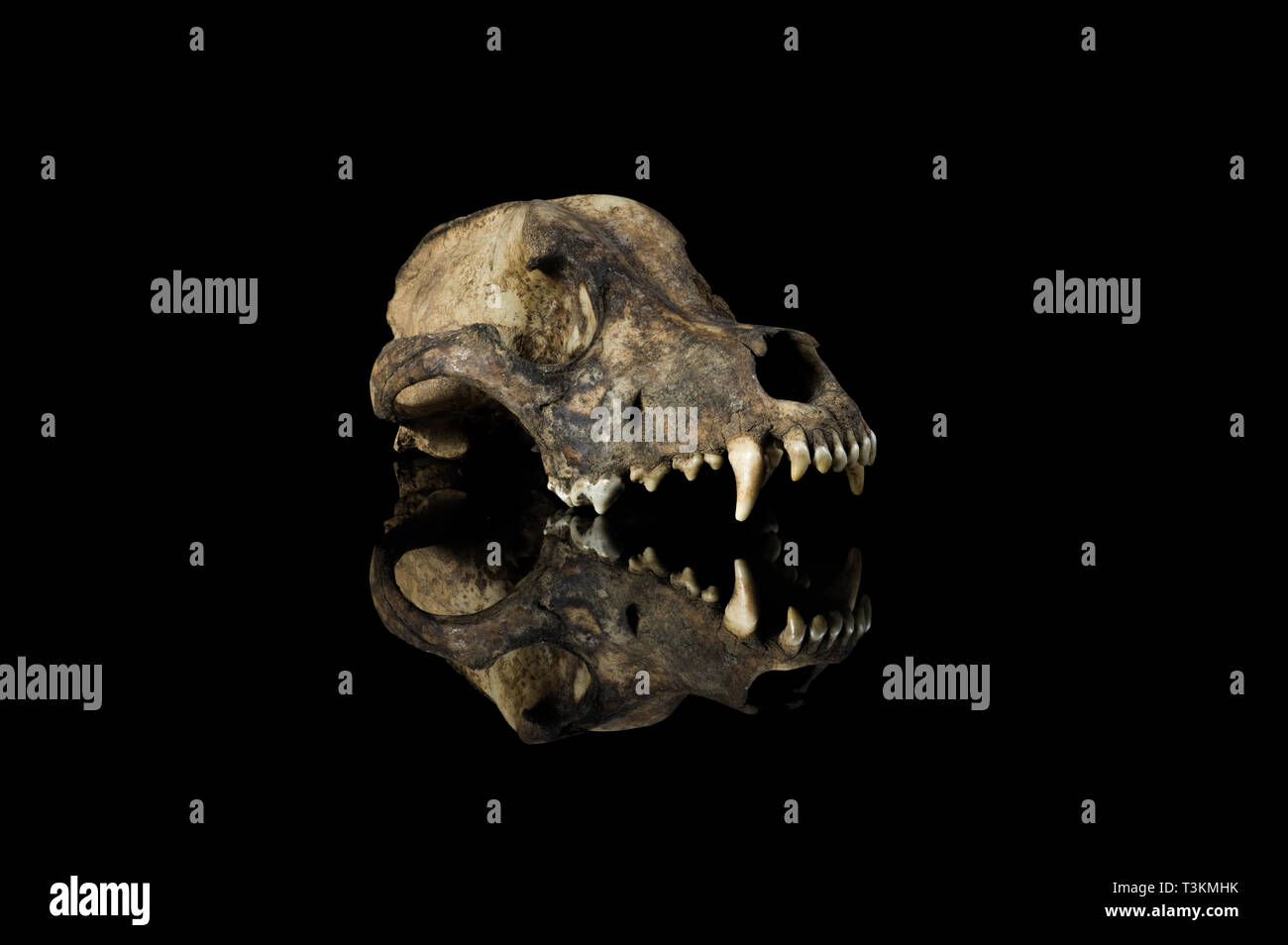 Anatomie de chien Banque de photographies et d’images à haute ...