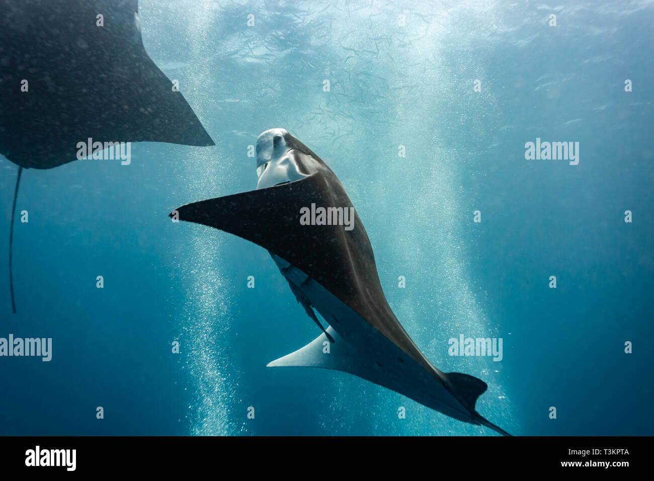 Raie manta géante océanique Banque de photographies et d’images à haute ...
