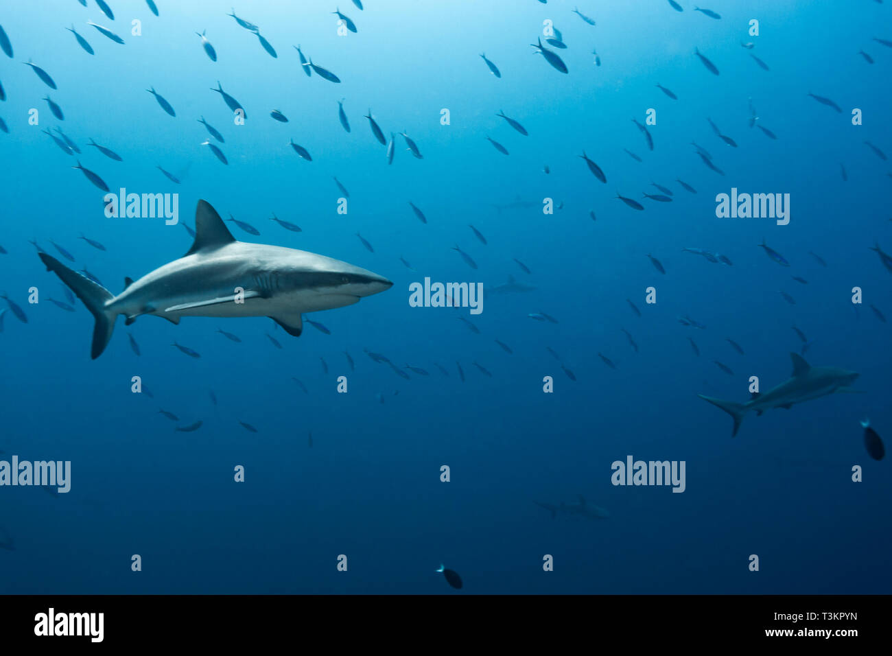 Requin gris de récif Banque de photographies et d’images à haute ...