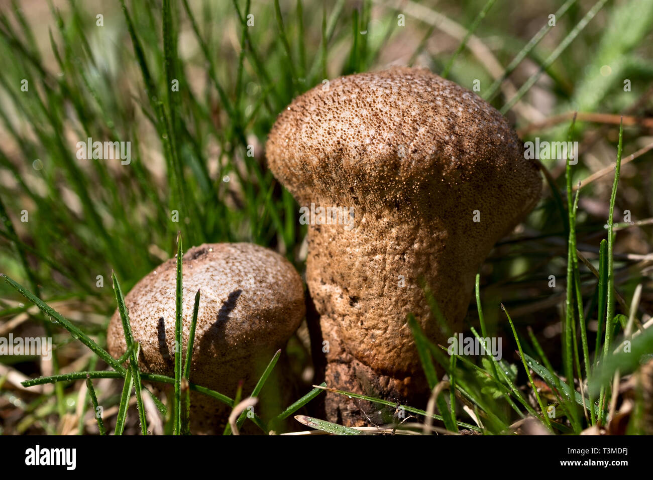 Meadow puffball Banque de photographies et d’images à haute résolution ...
