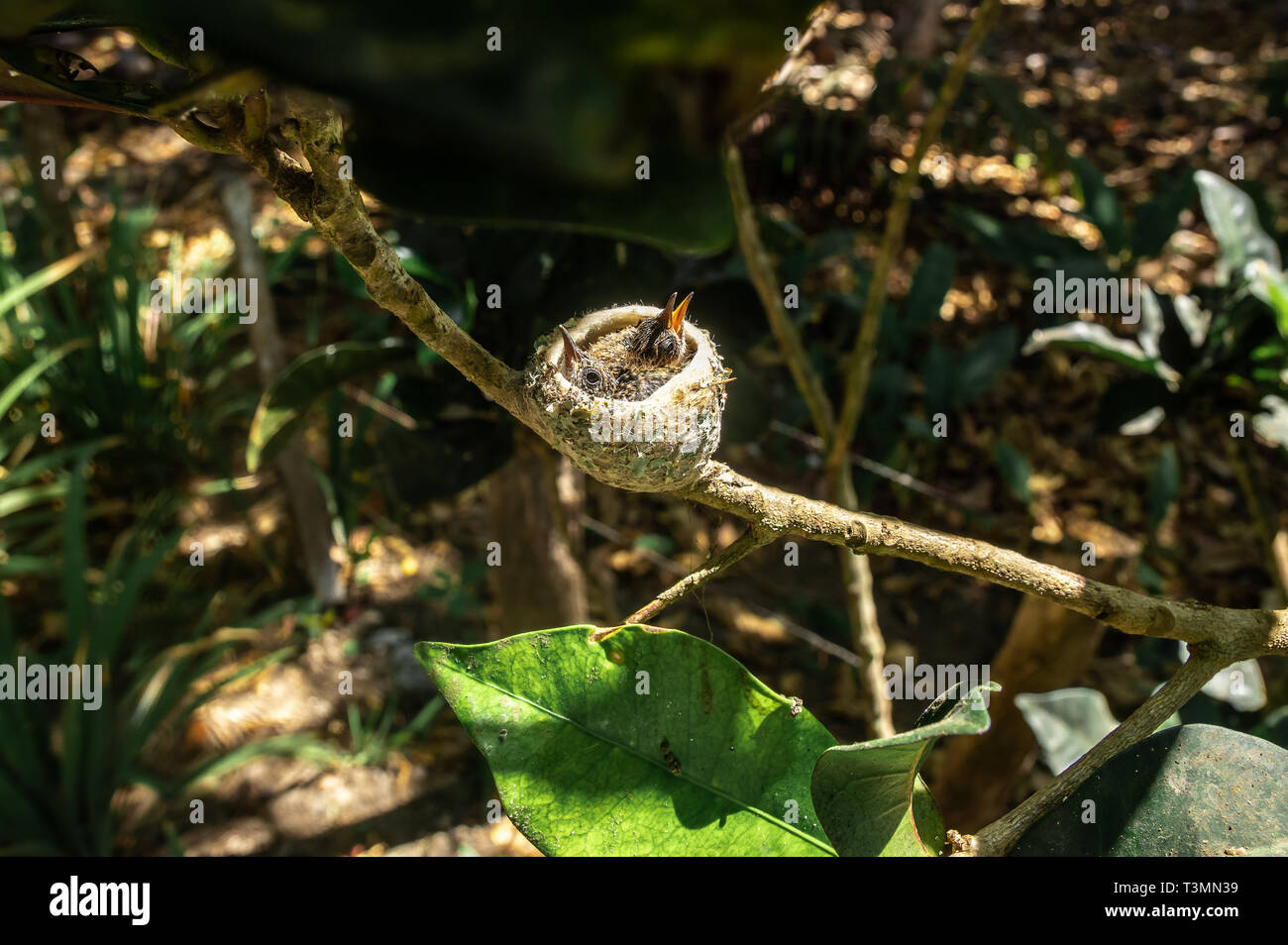 Nid de colibris Banque de photographies et d’images à haute résolution ...